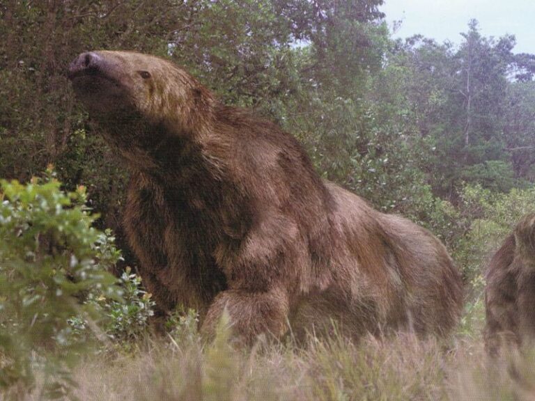 The Giant Sloth: A Gentle Prehistoric Herbivore – Animal facts daily