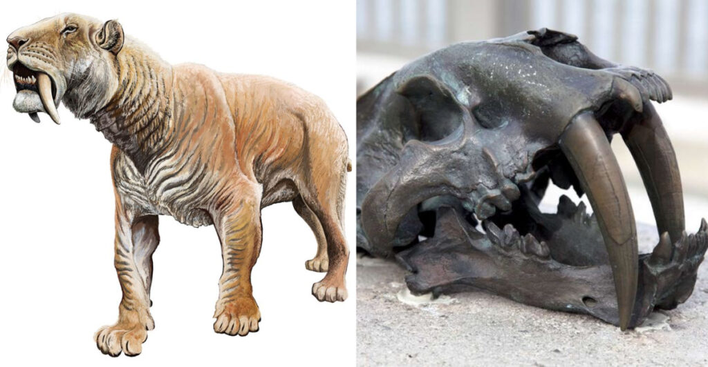 Saber-Toothed Cats: Facts and Myths – Animal facts daily