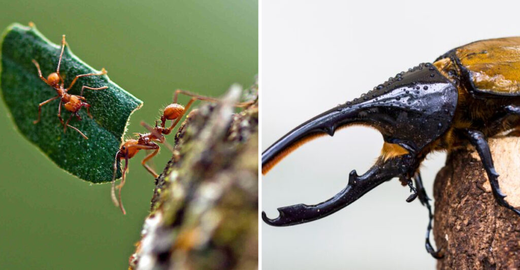 The Incredible Strength of Ants and Other Insects – Animal facts daily