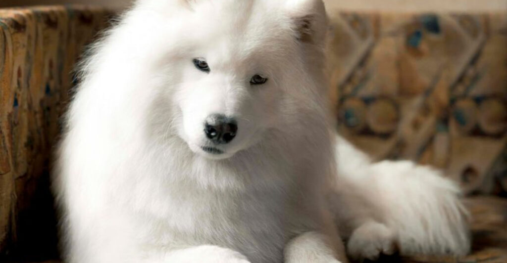 13 Fluffy Animals You’ll Want to Cuddle Immediately – Animal facts daily