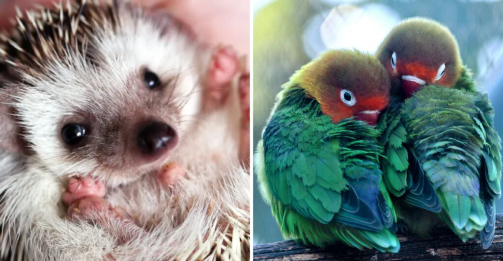 14 Tiny Animals With Huge Personalities – Animal facts daily
