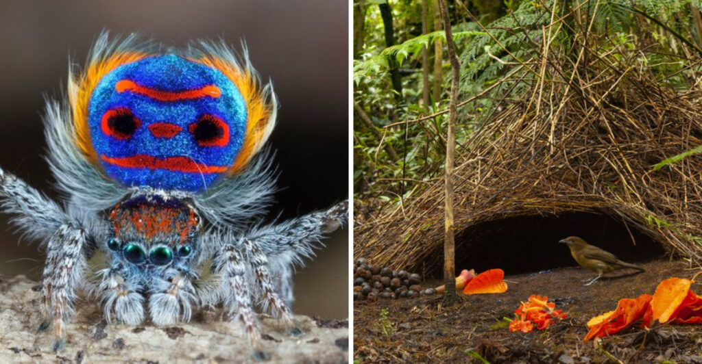 17 Strange Mating Rituals in the Wild – Animal facts daily