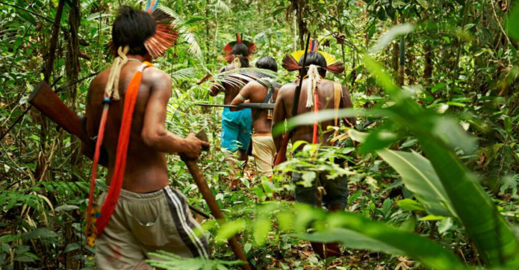 Under the Canopy: 5 Life, Lore, and Layers of the Rainforest – Animal ...