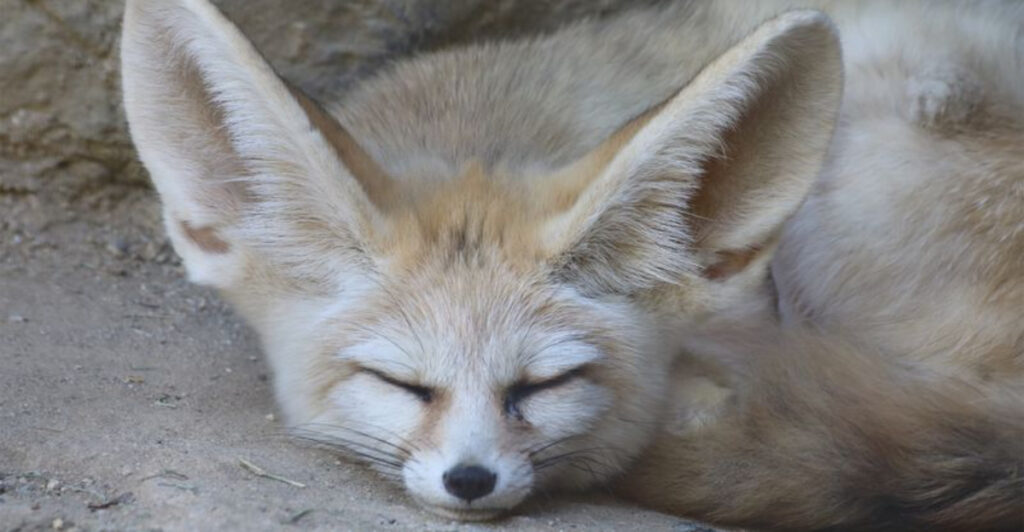 8 Animals That Make Unlikely (But Great) Pets – Animal facts daily