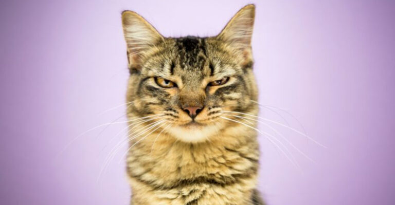 Animals Who Mastered the Art of the Side-Eye – Animal facts daily