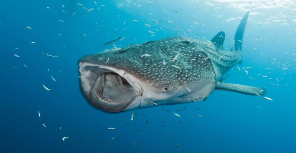 The Gentle Giants: Why Whale Sharks are Filter Feeders – Animal facts daily