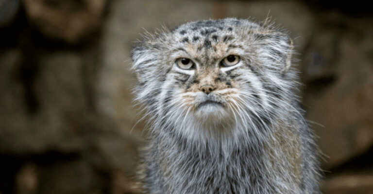 The Most Unimpressed Animals on the Planet – Animal facts daily